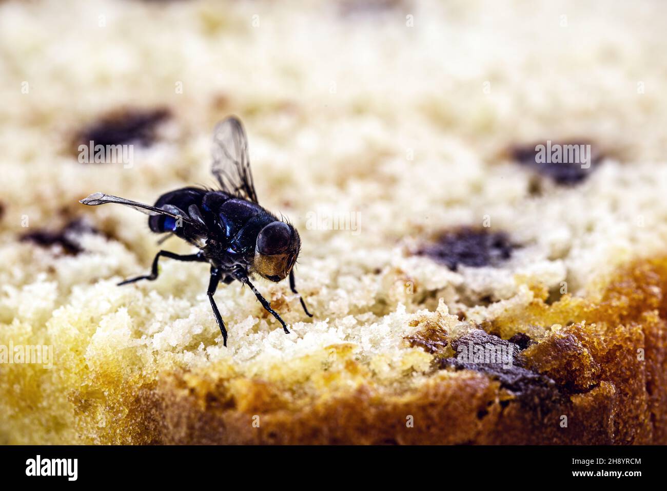 fly on chocolate cake, insect indoors, insect pest problem in kitchen ...