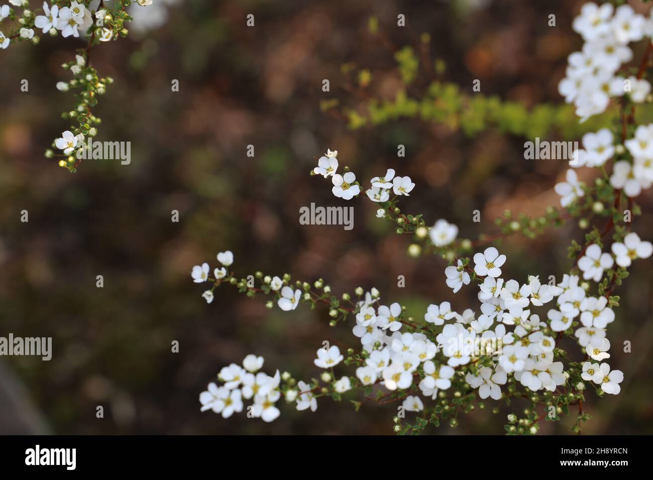 Japanese White Flower Macro Stock Photo - Alamy