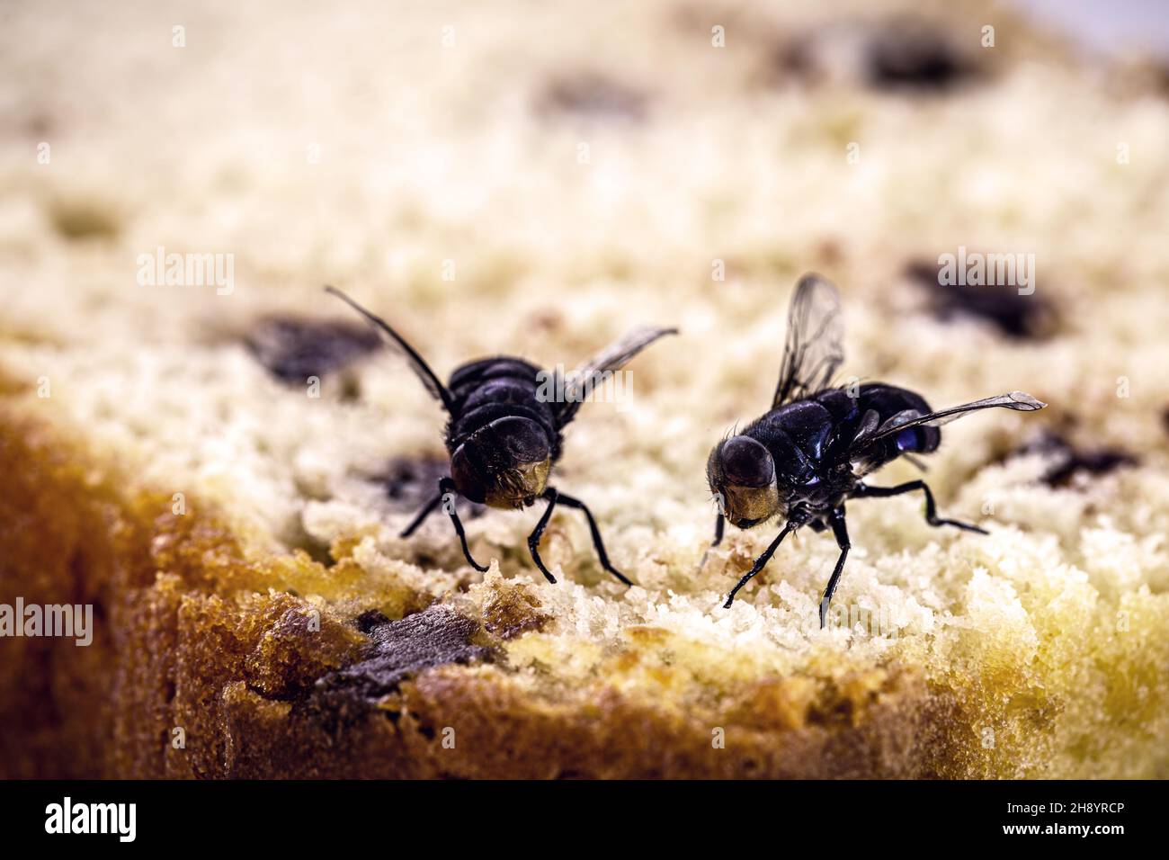 fly on chocolate cake, insect indoors, insect pest problem in kitchen ...