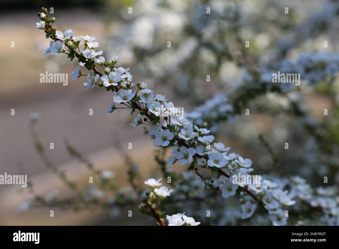Japanese White Flower Macro Stock Photo - Alamy