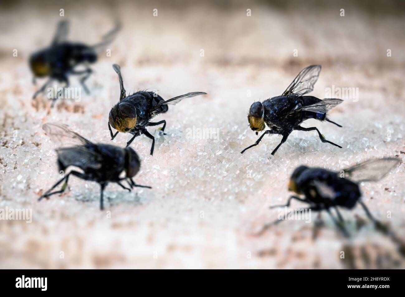 flies on sugar, insects attracted to sweets, lack of hygiene in the ...