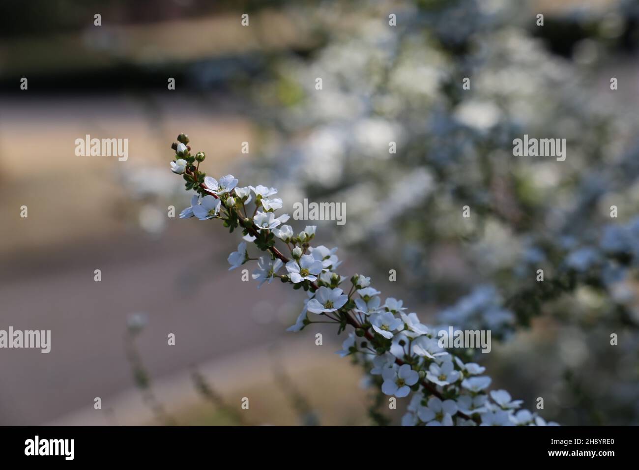 Japanese White Flower Macro Stock Photo - Alamy