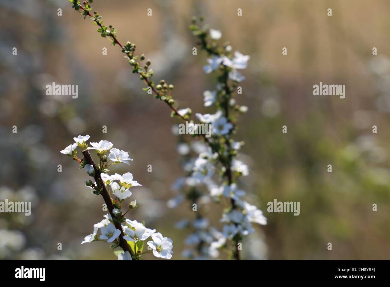 Japanese flora hi-res stock photography and images - Alamy