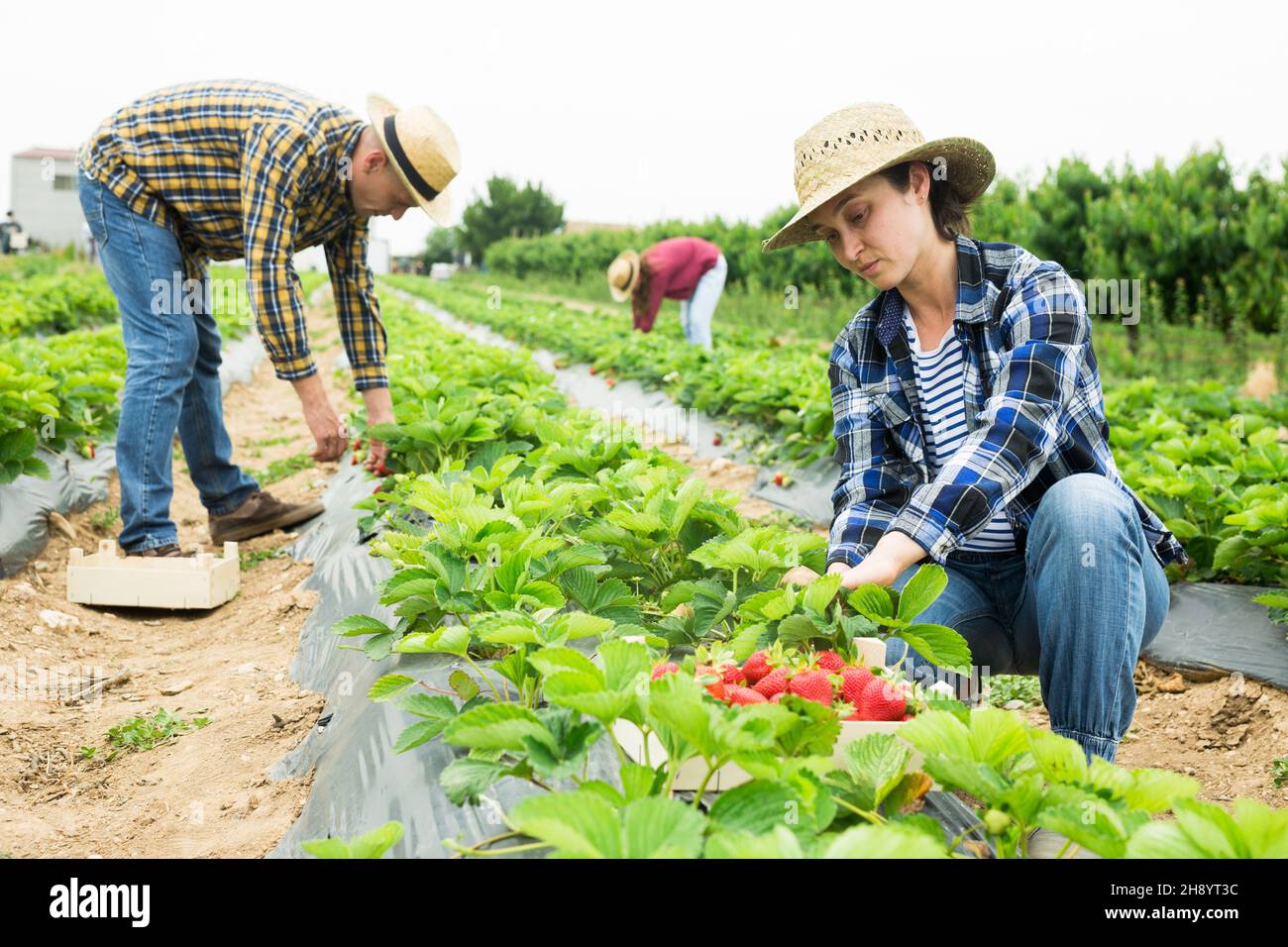 Female farm workers picking strawberries hi-res stock photography and ...