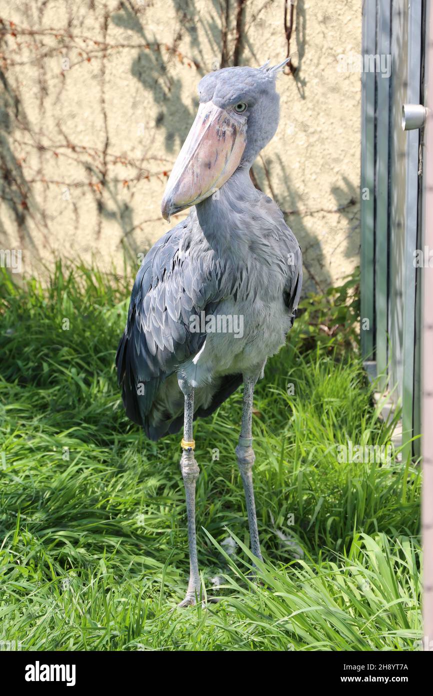 Shooebill hi-res stock photography and images - Alamy