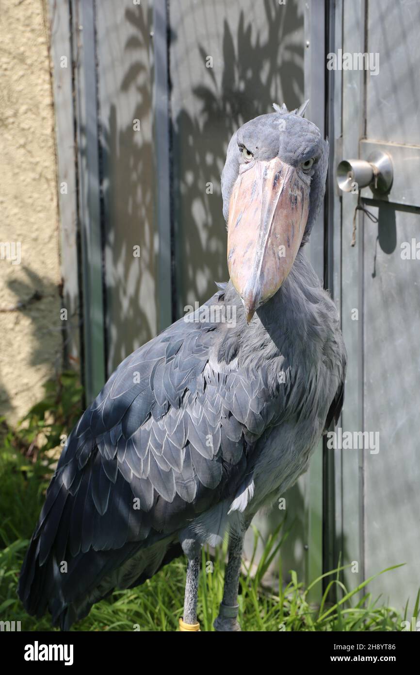 Shoebill menacing hi-res stock photography and images - Alamy