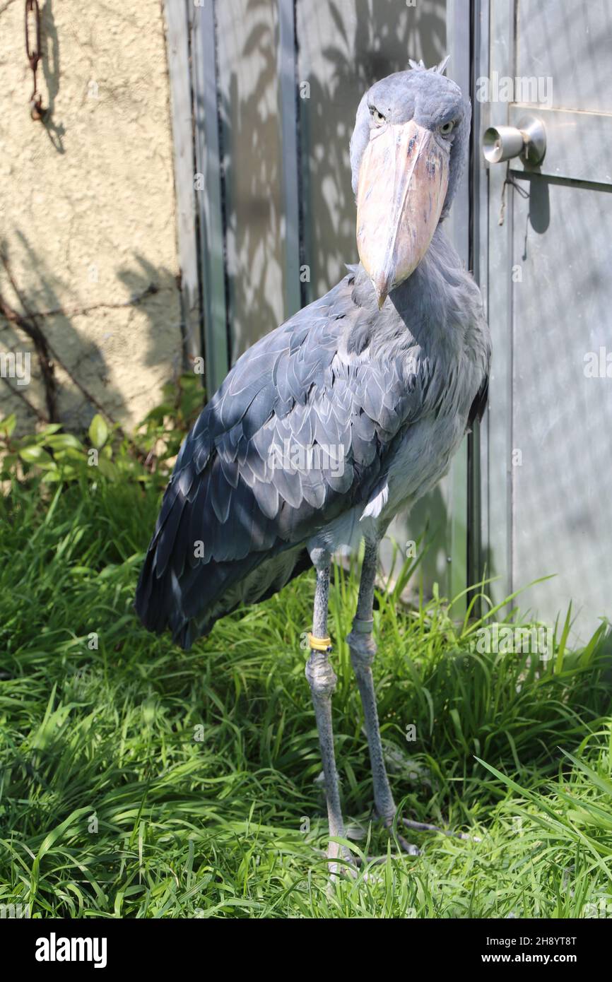 Shooebill hi-res stock photography and images - Alamy