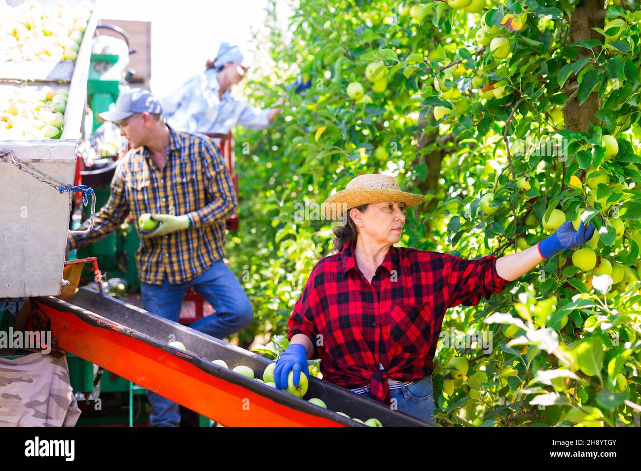 Workers harvesting apples in plantation Stock Photo - Alamy