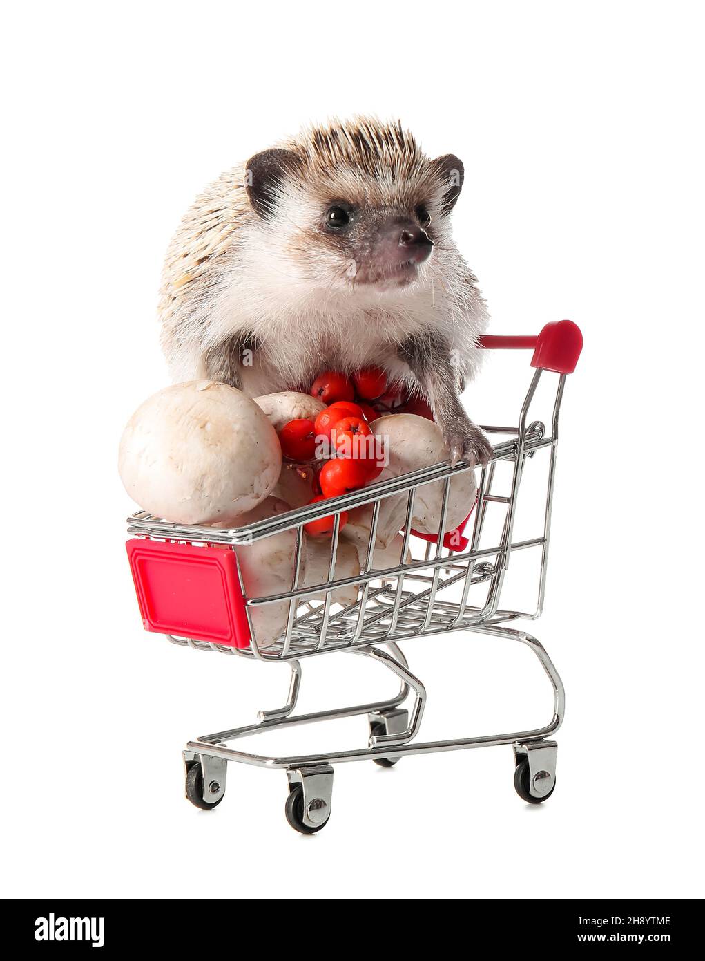 Cute hedgehog in shopping cart on white background Stock Photo - Alamy