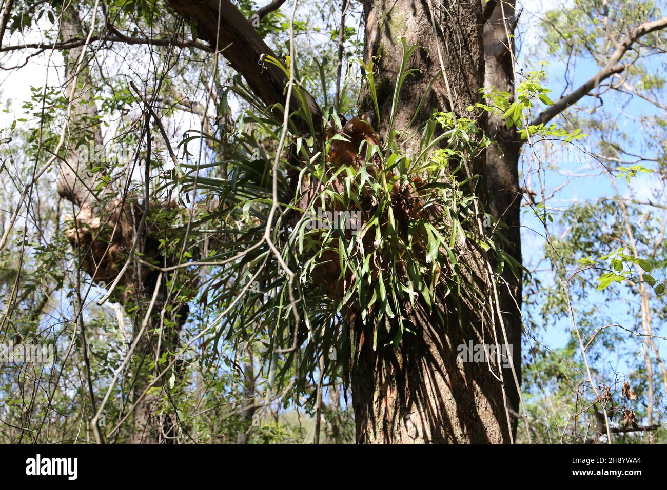 Nebo queensland hi-res stock photography and images - Alamy