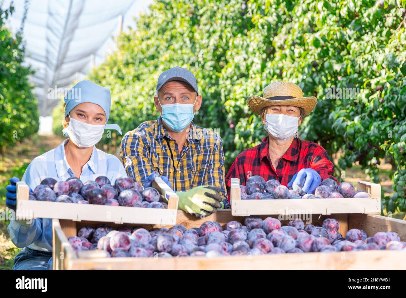 Three plantation workers with boxes full of plums Stock Photo - Alamy