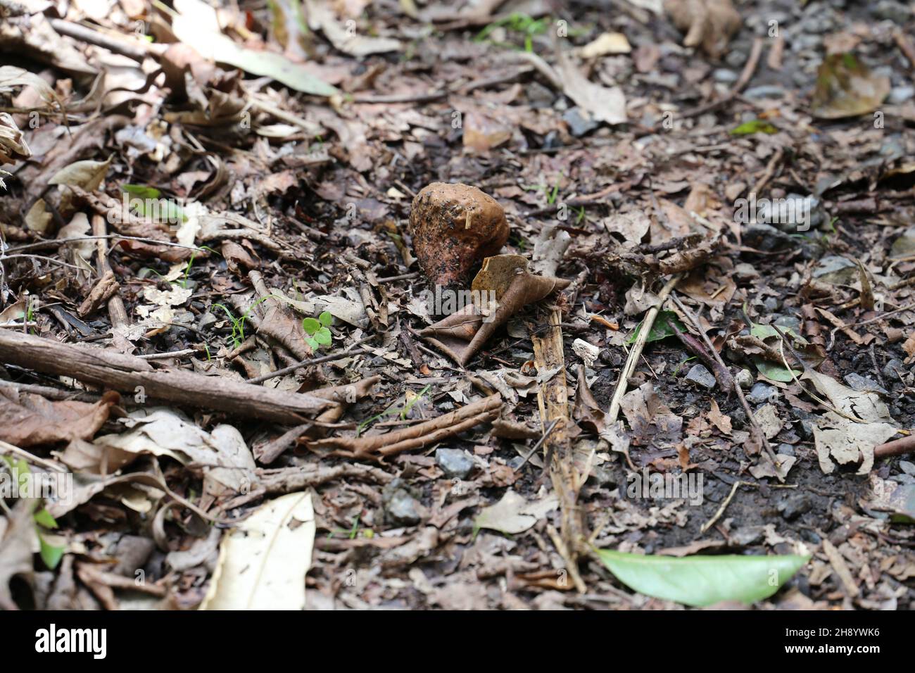 Nebo queensland hi-res stock photography and images - Alamy