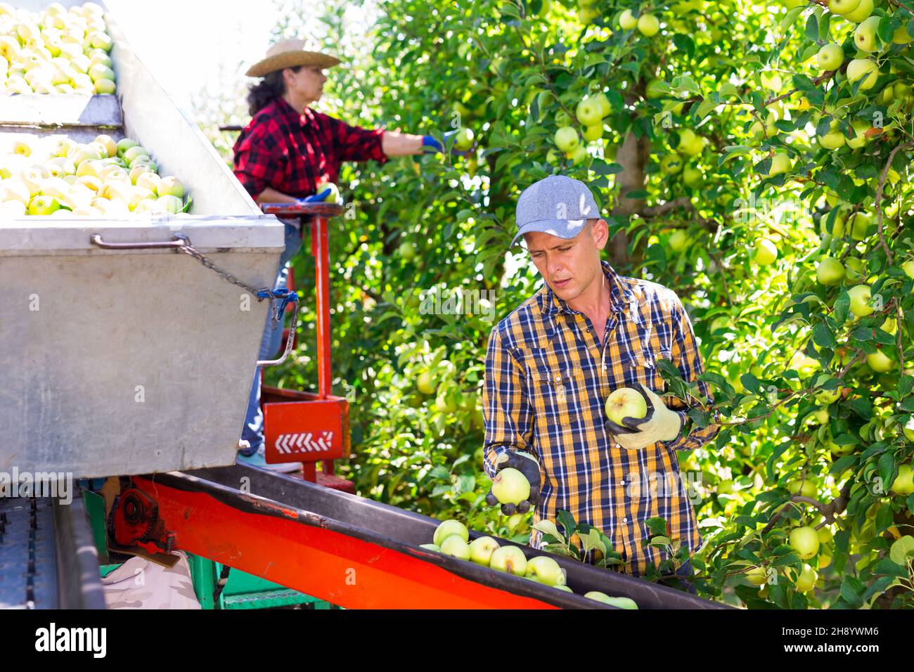 Apple Sorting Machine High Resolution Stock Photography and Images - Alamy