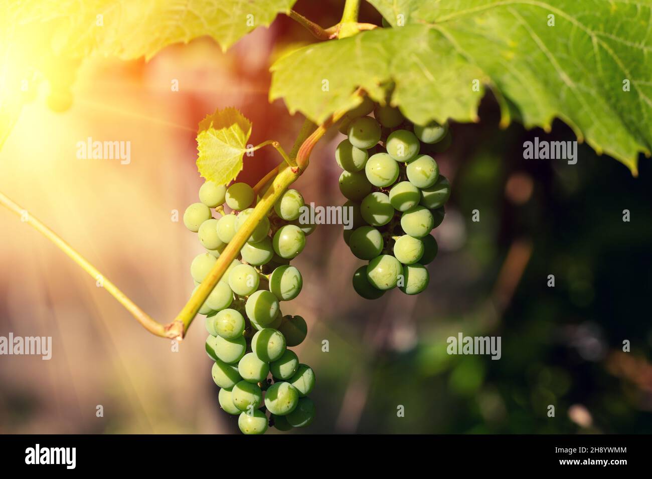 Vineyard green unripe grapes hi-res stock photography and images - Alamy