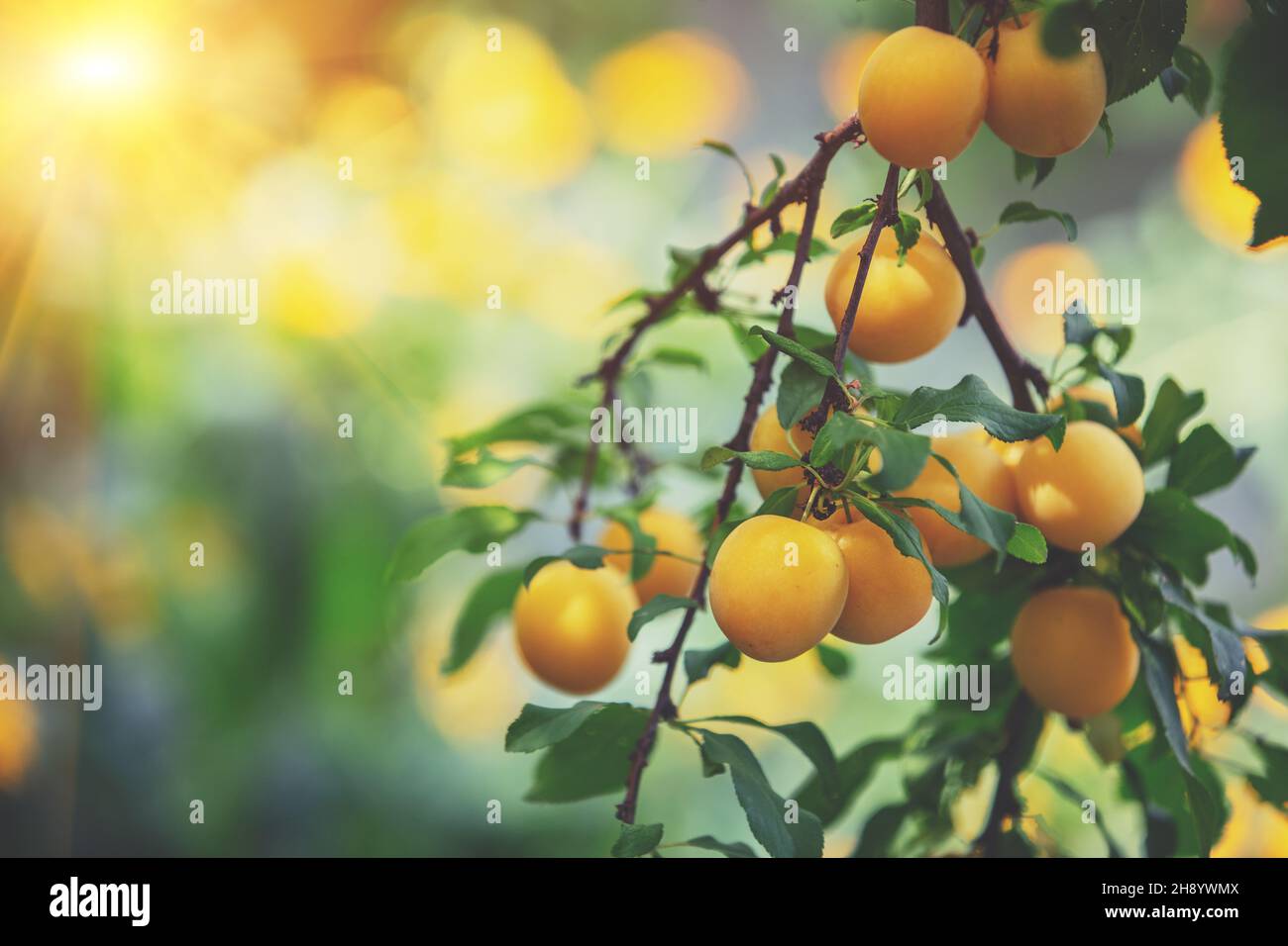 Orchard harvest macro hi-res stock photography and images - Alamy