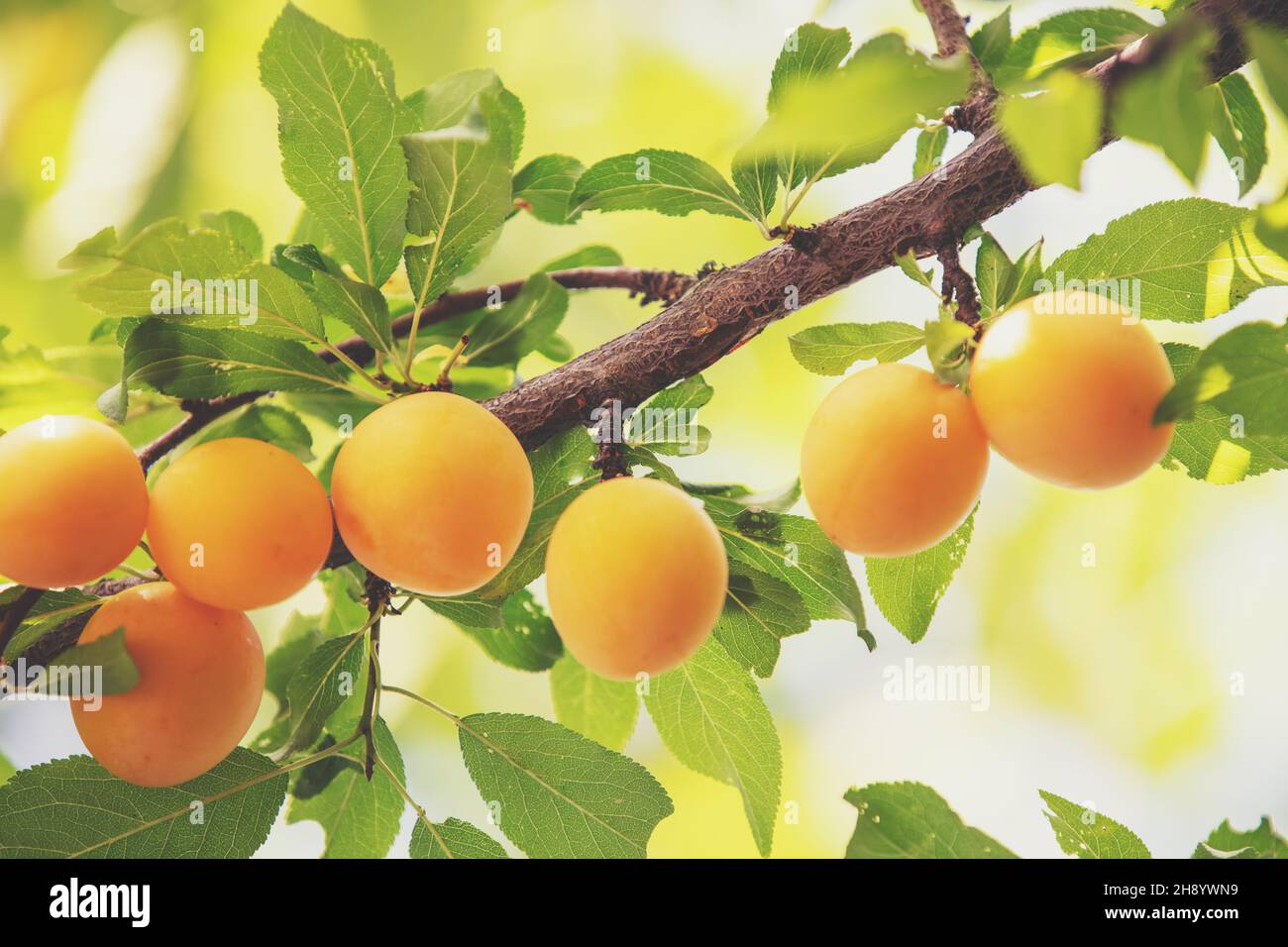 Branch of plum hi-res stock photography and images - Alamy
