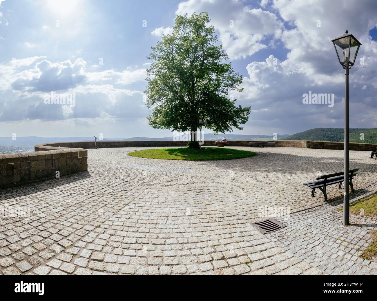 Growing tree in the famous Plassenburg castle's territory in Kulmbach ...