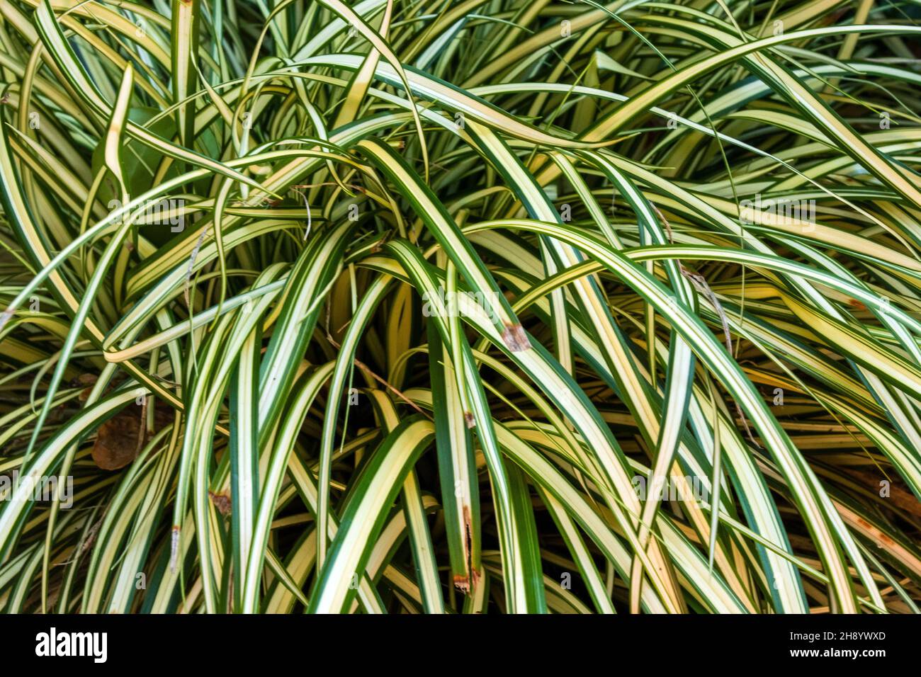 Close-up shot of the leaves of Chlorophytum, common name spider plant ...