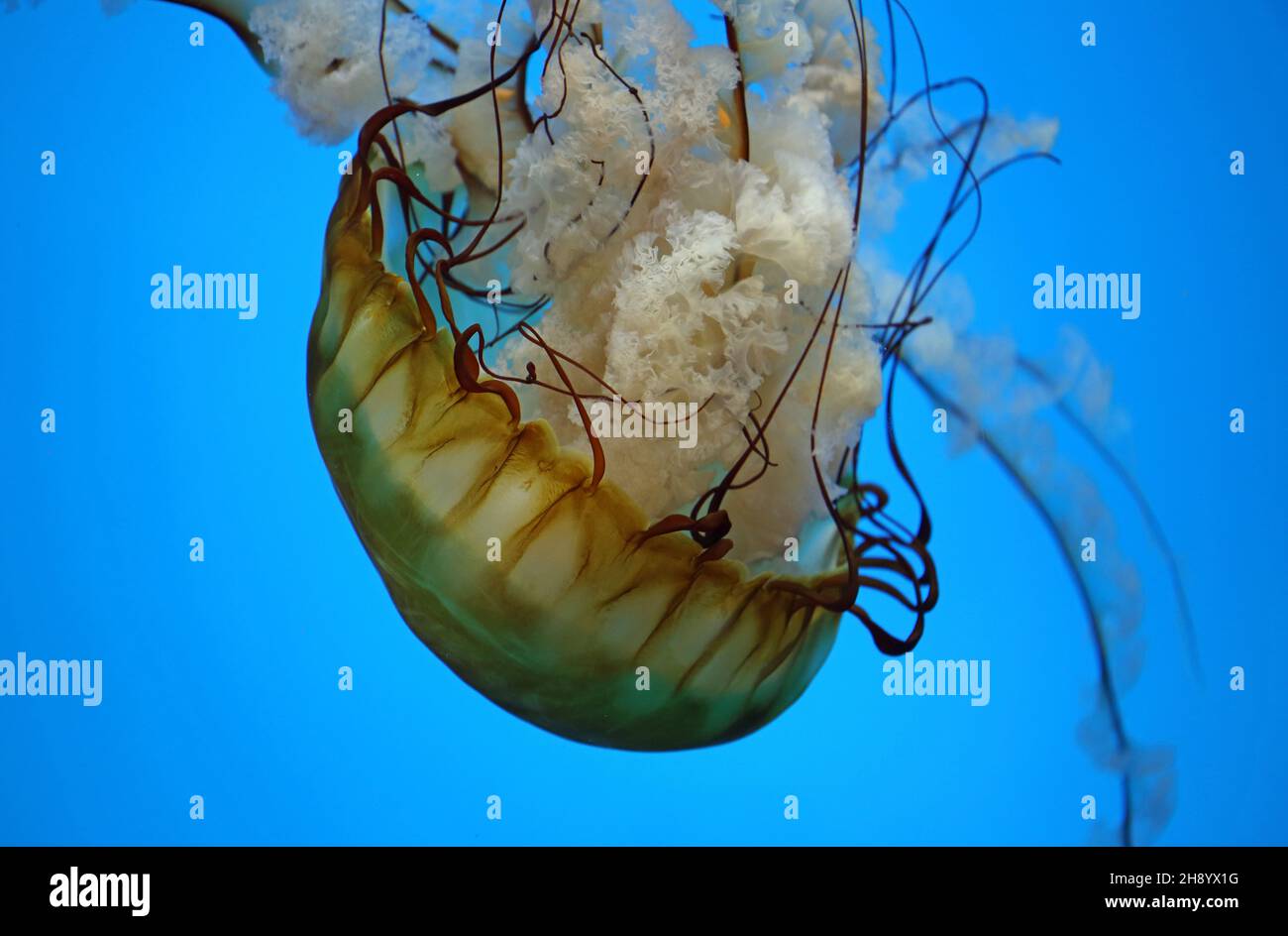 Sea nettles tentacles - Pacific Sea Nettle Stock Photo - Alamy