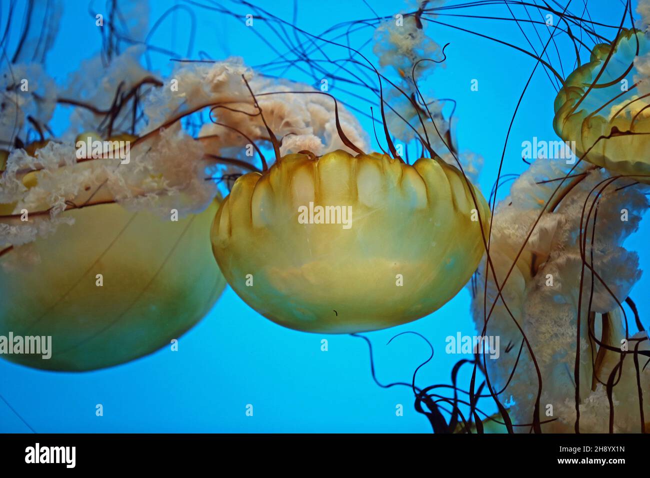Golden brown sea nettle hi-res stock photography and images - Alamy