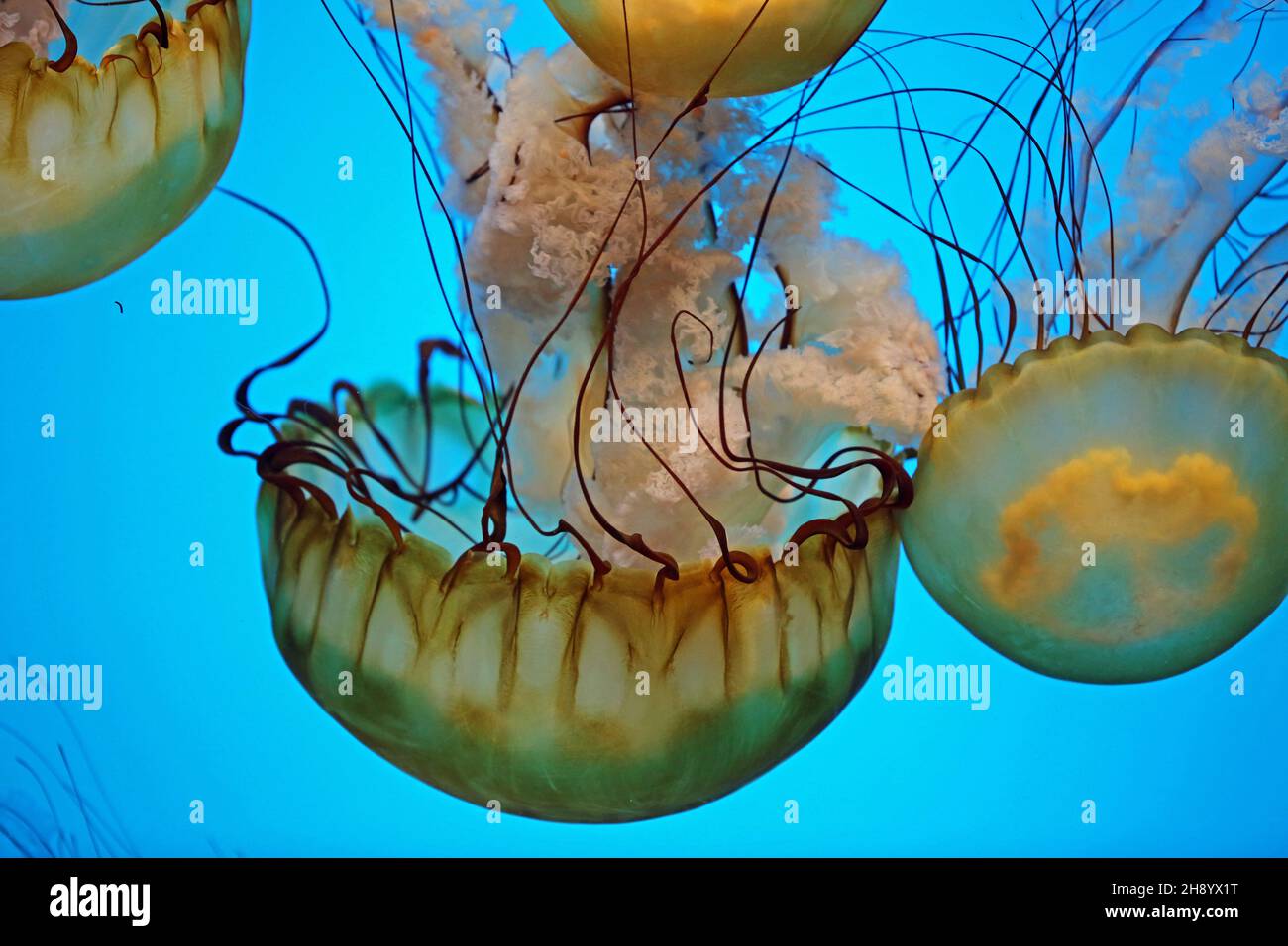 Golden medusa hi-res stock photography and images - Alamy