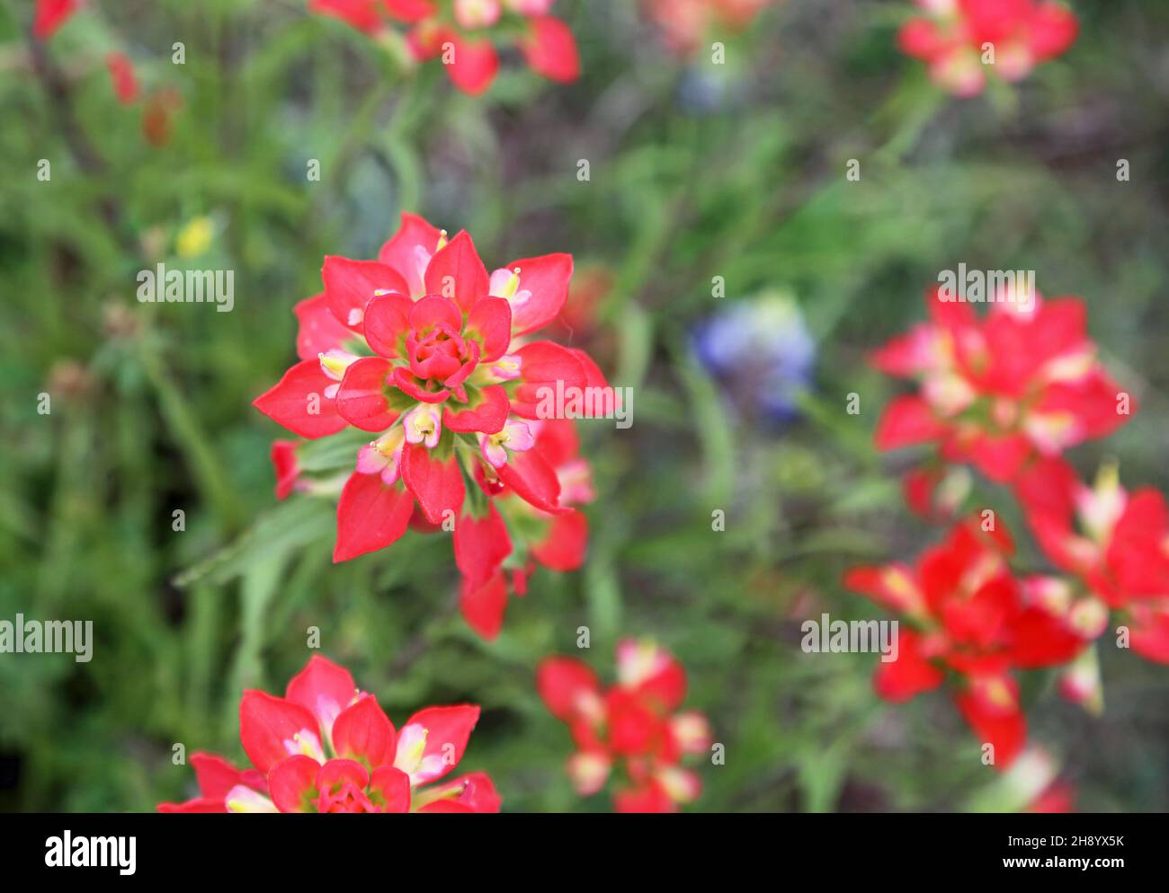 Indian red hi-res stock photography and images - Alamy