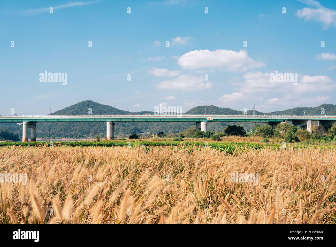 Reed island dry grass hi-res stock photography and images - Alamy