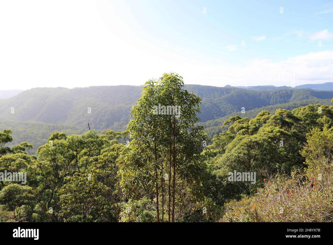 Springbrook lookout queensland hi-res stock photography and images - Alamy