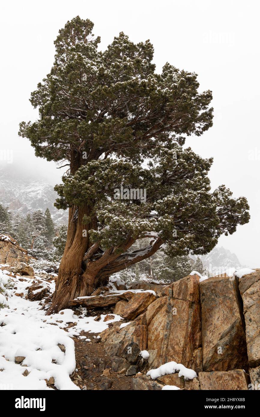 Sequoia tree covered in snow hi-res stock photography and images - Alamy