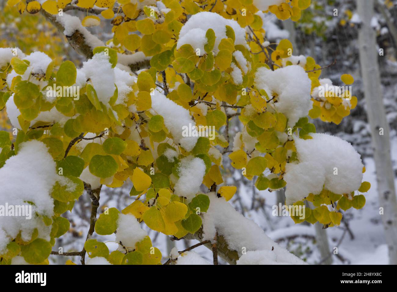 Aspen leaves fresh snow hi-res stock photography and images - Alamy