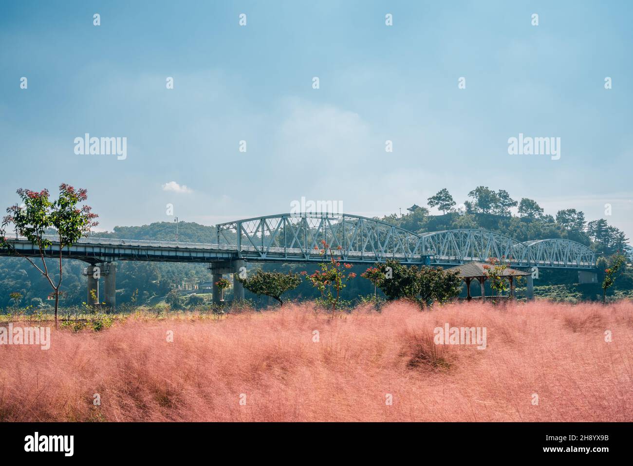 Mir island Pink muhly grass field and Gongsanseong fortress in Gongju ...