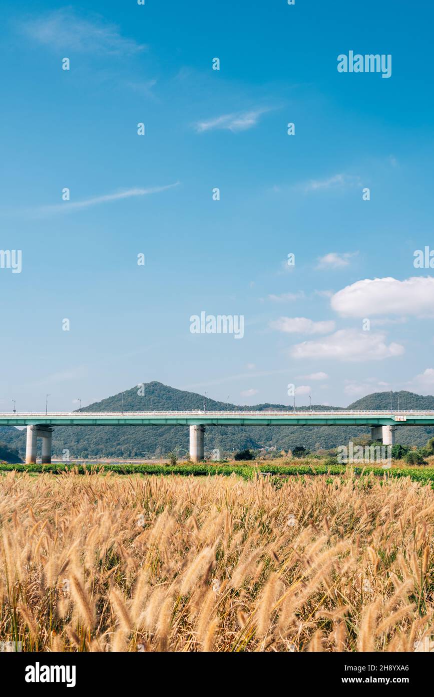 Mir island autumn reed field in Gongju, Korea Stock Photo - Alamy