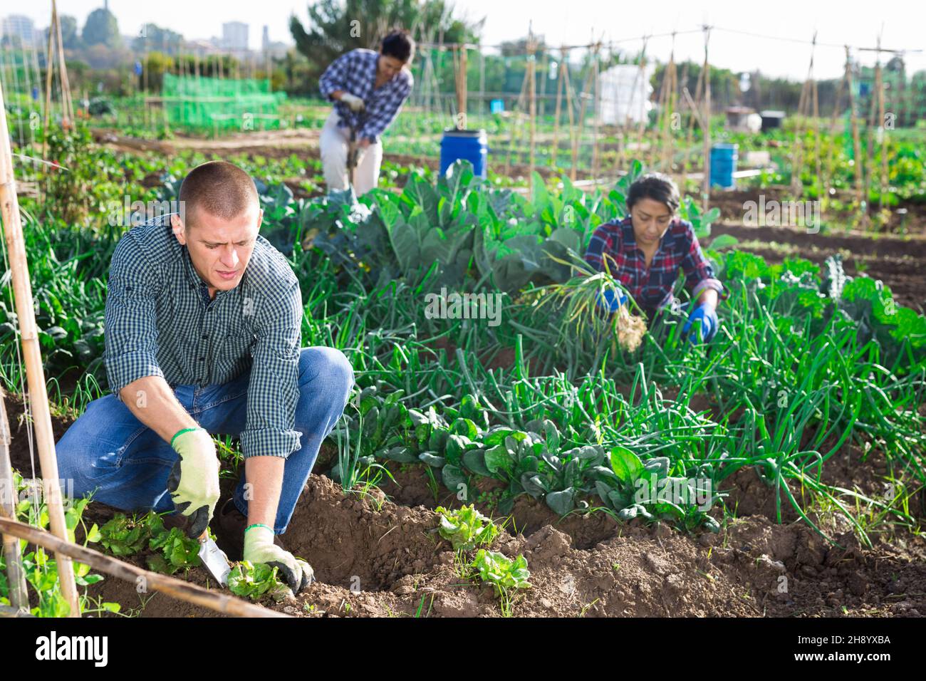 Farmer weeds green cabbage on farm field Stock Photo - Alamy