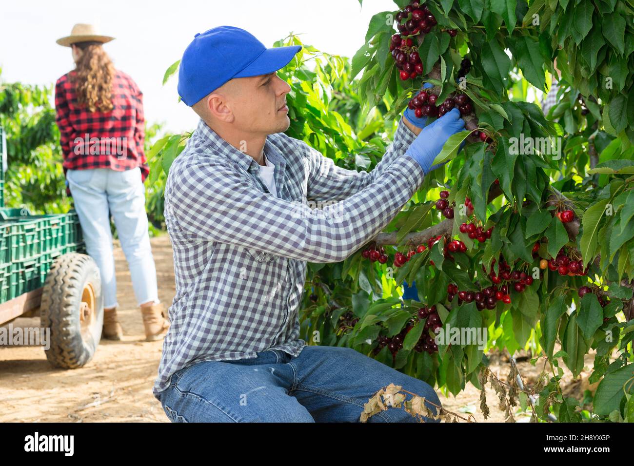 Farmers picking sweet cherries in fruit garden Stock Photo - Alamy