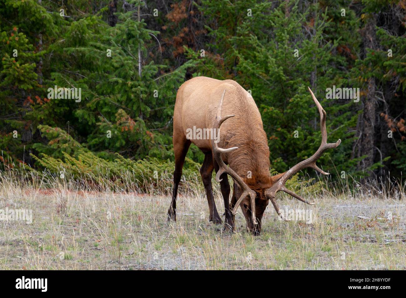 Large male elk with impressive rack eating grass, rack facing downwards ...