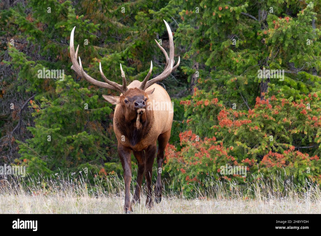 Male elk bugling straight towards camera, funny face, large rack ...