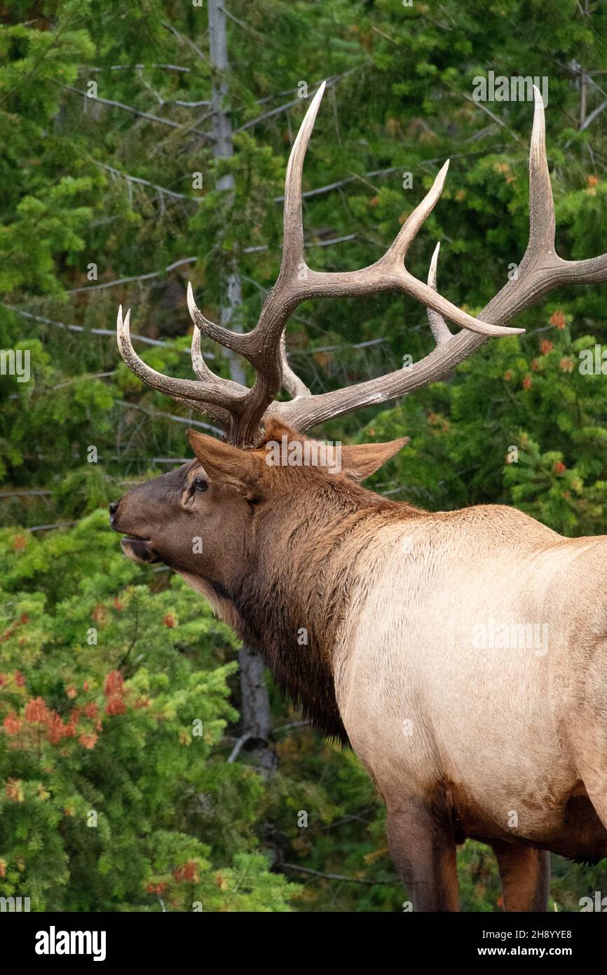 male elk with large rack side profile close up with lush green trees in ...