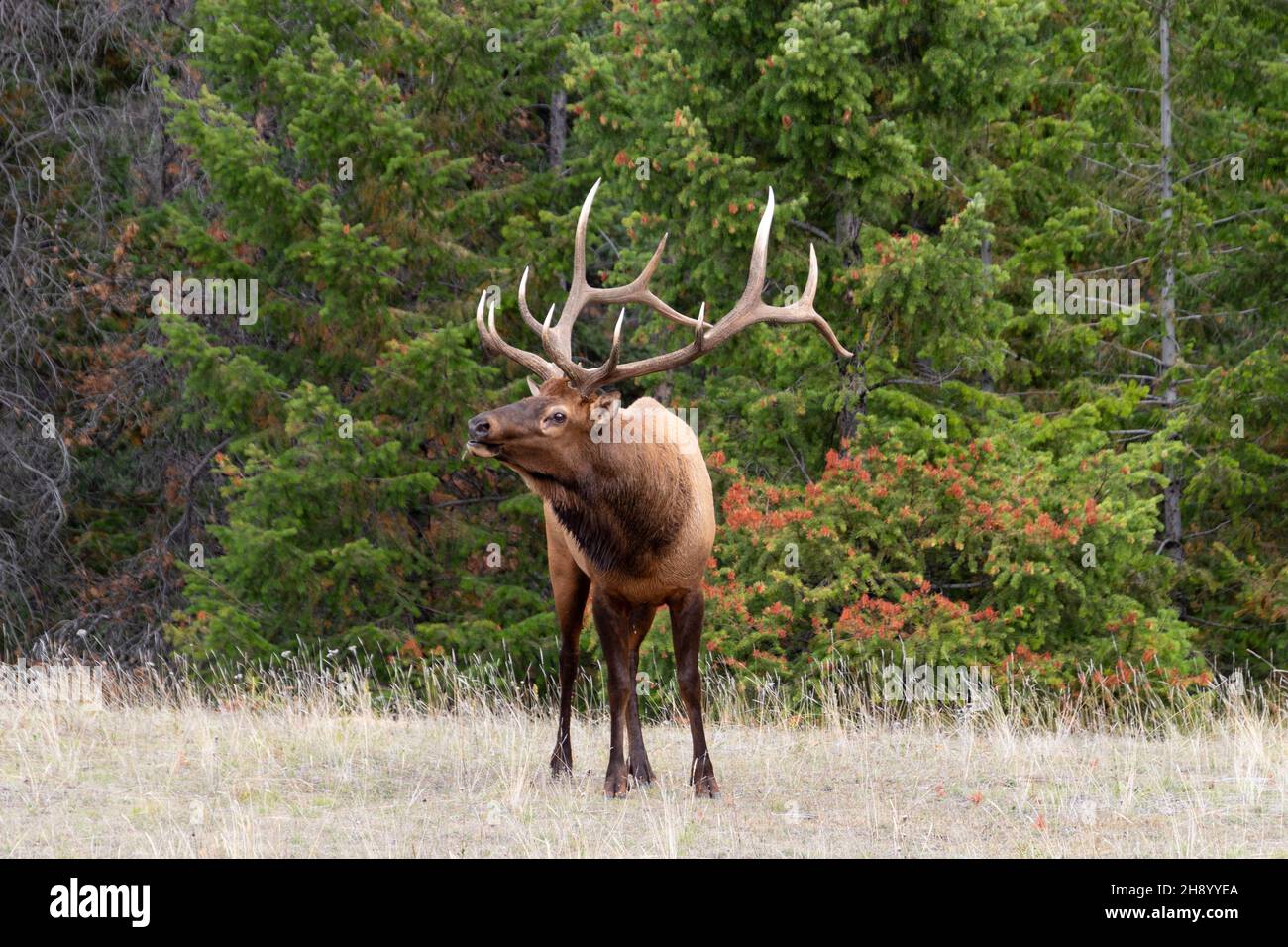 Male elk with large rack standing in field in front of green tree line ...