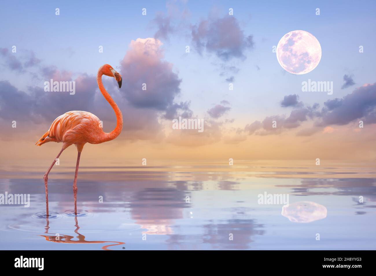 Pink flamingo at sunset hi-res stock photography and images - Alamy