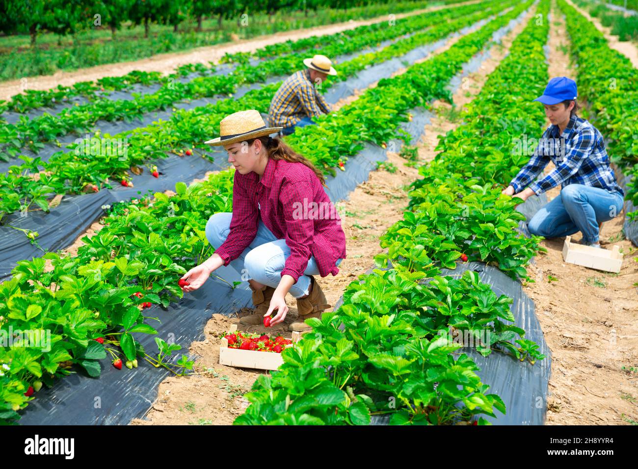 Team of farmers picking strawberry at farm Stock Photo - Alamy