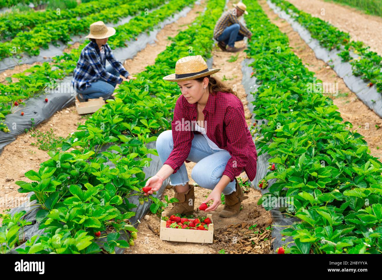Strawberry picking process hi-res stock photography and images - Alamy