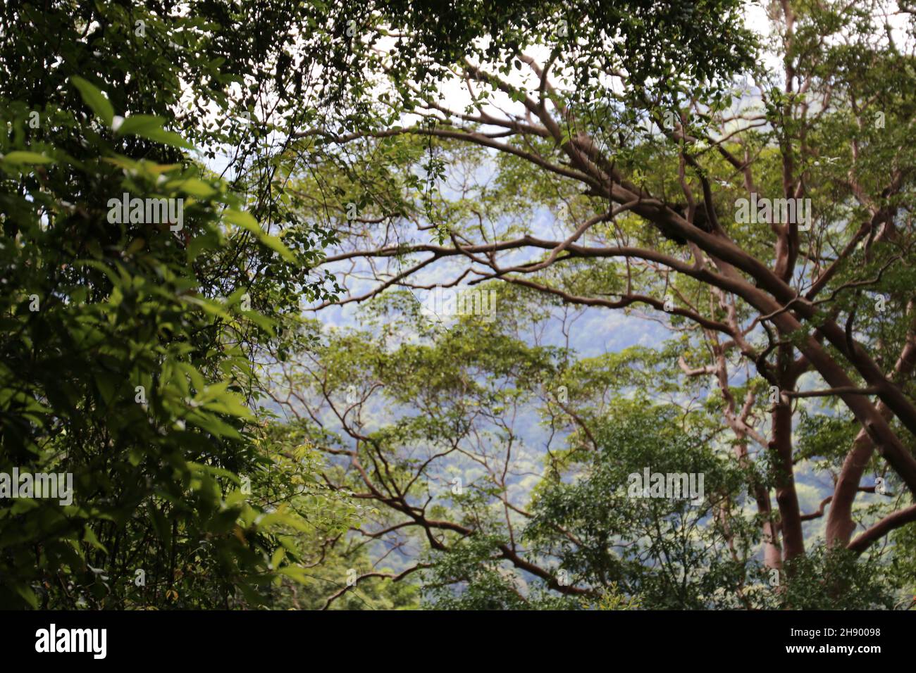 Springbrook lookout queensland hi-res stock photography and images - Alamy