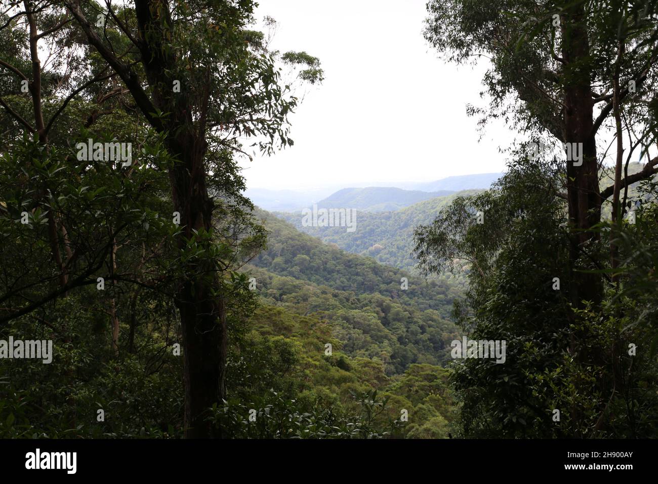 Springbrook lookout queensland hi-res stock photography and images - Alamy