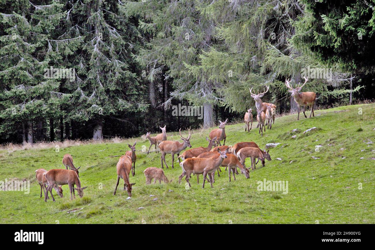 Paneveggio.The "deer enclosure Stock Photo - Alamy