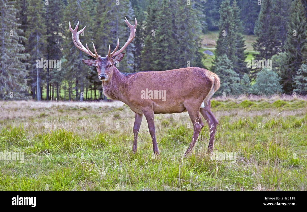 Paneveggio.The "deer enclosure Stock Photo - Alamy