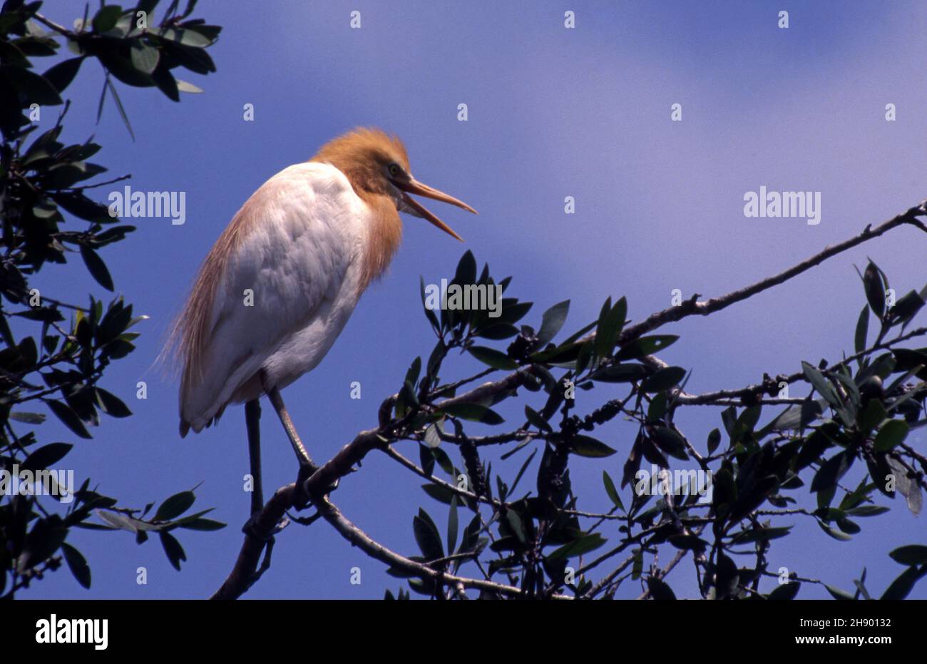 CATTLE EGRET (BUBULCUS IBIS Stock Photo - Alamy