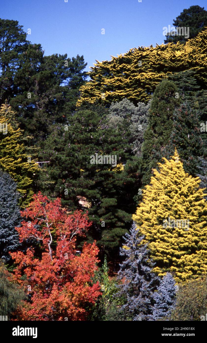 Conifers australia hi-res stock photography and images - Alamy