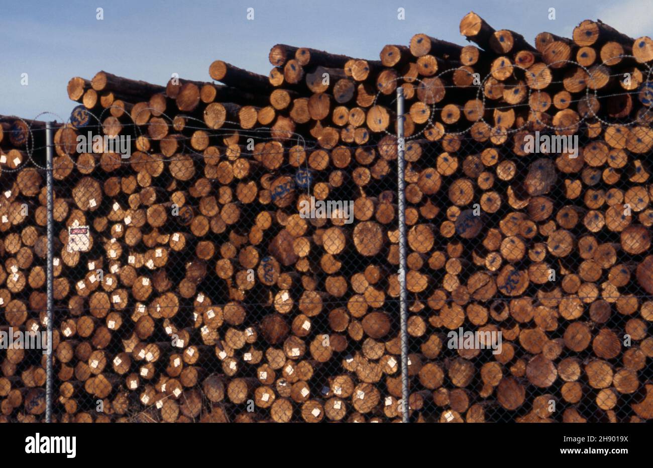 TIMBER STACKS READY FOR LOADING ONTO TRUCKS, ADELAIDE SAWMILL, SOUTH ...