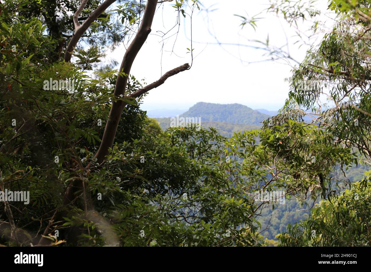 Springbrook lookout queensland hi-res stock photography and images - Alamy