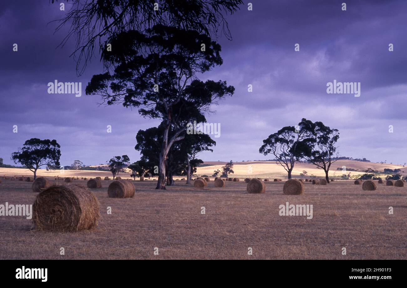 RURAL SCENE ON THE FLEURIEU PENINSULA IN SOUTH AUSTRALIA. HAY BALES ...